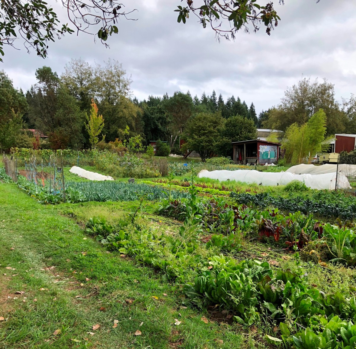 Farm Profile: Persephone Farm – Kitsap Fresh